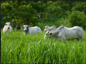 Capim Mombaça (Panicum maximum cv. Mombaça): Manejo, Produção e ...